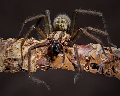 Most Venomous Spider Dangerous Australian Spiders Stc