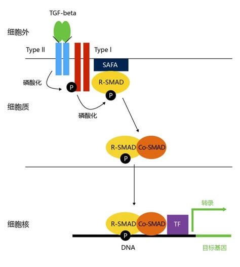 Tgf β1（转化生长因子β1蛋白） 重组人tgf β1蛋白 欧凯生物