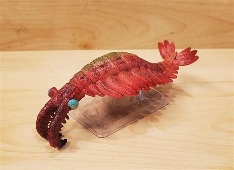 Anomalocaris