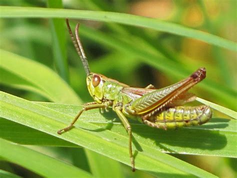 Common Green Grasshopper By Clark136 On Deviantart