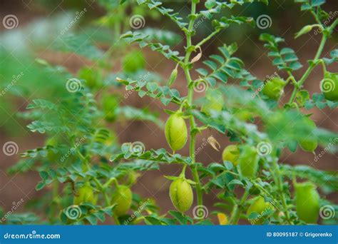 Champ De Culture De Pois Chiche Image Stock Image Du Chickpeas Asie