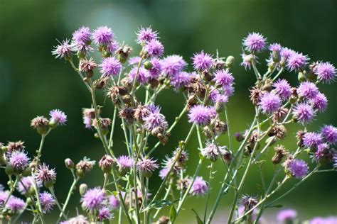 Montana Thistle Guide All You Need To Know Pocket Montana