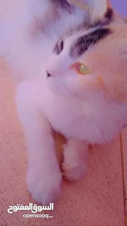 سنوره شيرازيه حامل و الايامها الاخيره و عمرها سنتين شيرازيه اصليه لونها نادرا 215374068