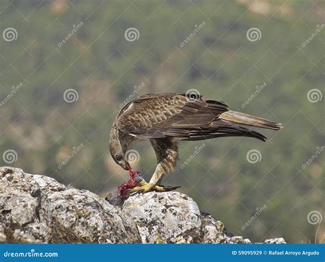 Bonelli Eagle Stock Image Image Of Female Birds Book 59095929