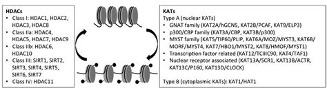 Kats And Hdac Classes Schematic Depicting The Balance Of Kat And Hdac