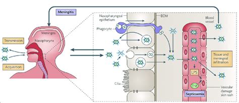 Schematic Presentation Of Transmission And Pathogenesis Of Meningococci Download Scientific