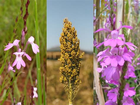Fighting Striga With Improved Seeds In Nigeria Fsss Nigeria