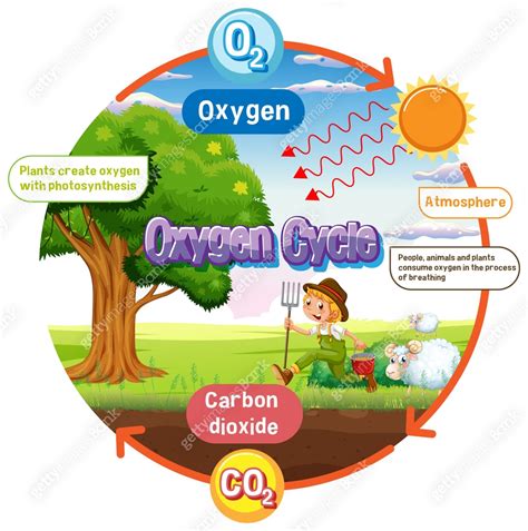 Oxygen Cycle Diagram For Science Education 이미지 1471810502 일러스트 무료