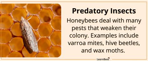 Bee Predators 101 What Eats Bees In The Wild