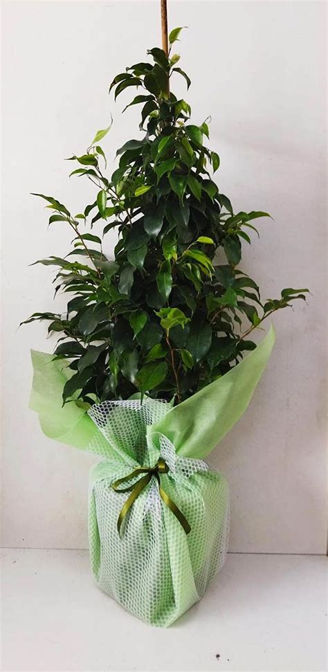 Benjamin Çiçeği 80 100 Cm Hediyelik Süslemeli Tasarım Çiçek Fiyatları Ve Modelleri Pazarama