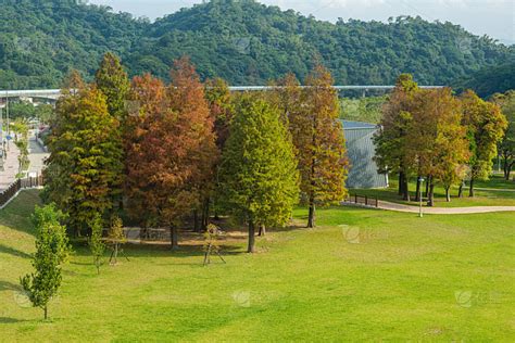 公园里的落叶柏树