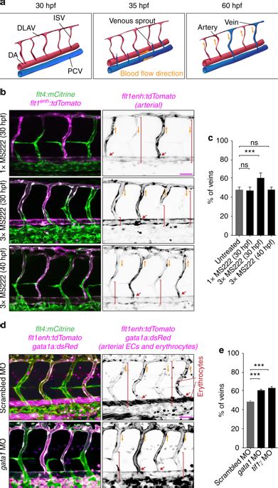血流诱导的 Notch 激活和内皮迁移使斑马鱼胚胎的血管重塑成为可能。nature Communications X Mol