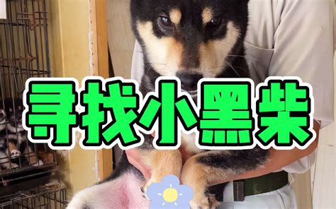 在日本寻找人生第一只小狗 柴犬 黑柴 匠游 匠游 哔哩哔哩视频
