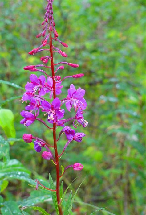 Alaska State Flower Fireweed At Makayla Hampton Blog