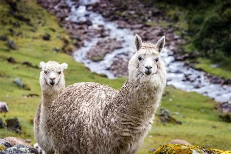Why Are Llamas Important In Peru At Jake Woolley Blog