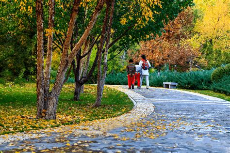Forest Path Student School Road Background Forest Path Road
