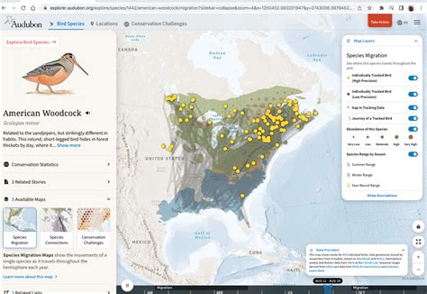 American Woodcock The Backlands Coalition