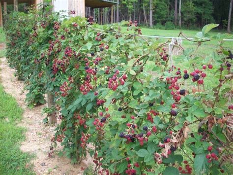 Doyles Thornless Blackberry Plants 812 254 2654