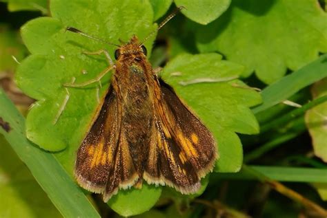 Pecks Skipper Clipart 20 Free Cliparts Download Images On Clipground 2025