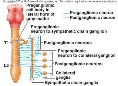 Autonomic Nervous System Flashcards Easy Notecards