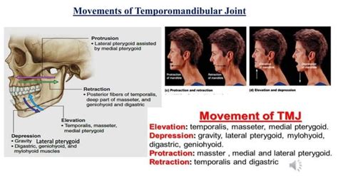 Anatomy Of The Mandible Tmj And Muscles Ppsx