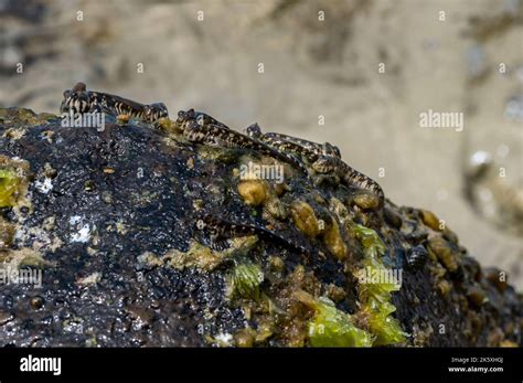 Rockskipper Also Known As Combtooth Blenny Ilot Sancho Island