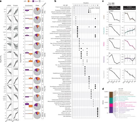 Modeling Divergent Trajectories Of Mrna And Protein Expression By Download Scientific Diagram