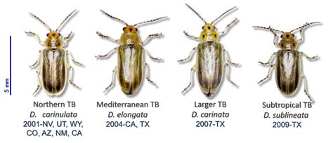 Leaf Beetles Riversedge West