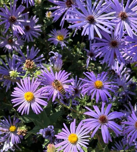 Smooth Blue Aster
