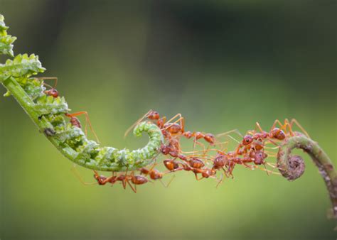 How To Get Rid Of Ants In The Garden Naturally For Good