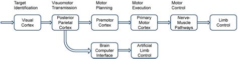 Figure 1 From Collaborative Brain Computer Interface For Improving