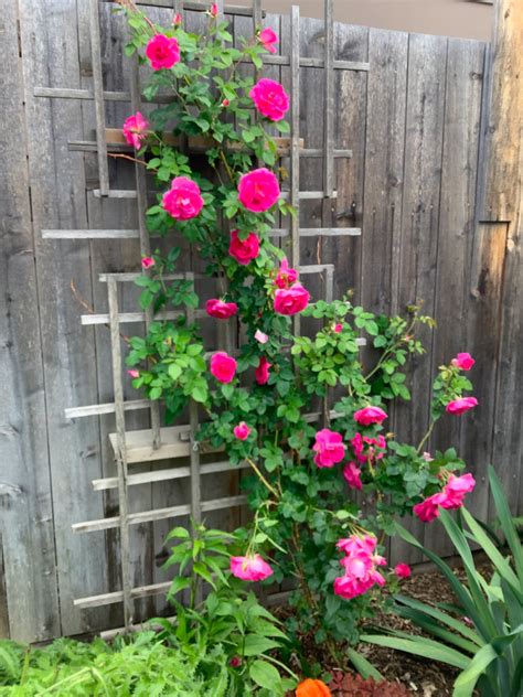 Toms Favorite Cold Hardy Roses Fine Gardening