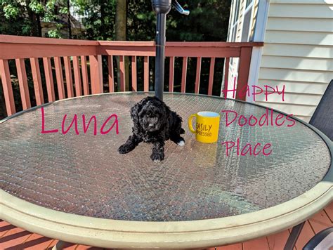 Mini Aussiedoodle Puppies Happy Doodles Place F1b Mini Doodle Puppies