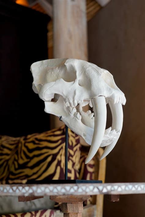No Reserve Price A Replica Of Sabre Tooth Tiger Skull On A Custom