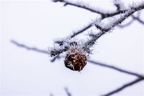Close Up View Of Frozen Apple Covered In Frost Crystals Hanging On Tree Branch Against White