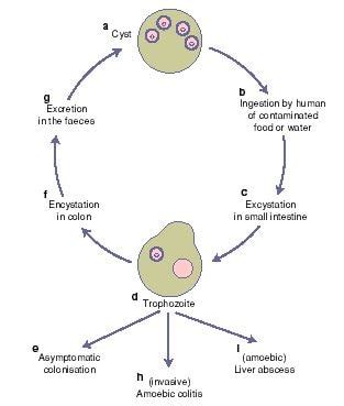 Illustrated Diagram Showing The Life Cycle Of Balantidium