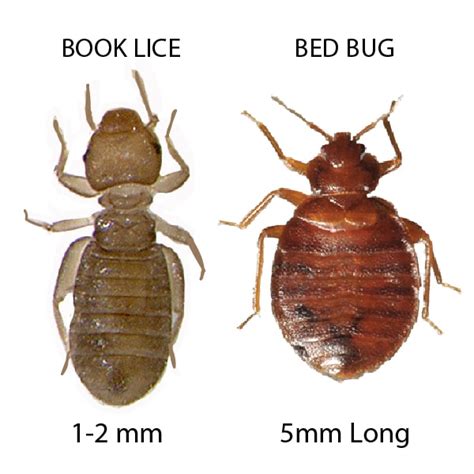 10 Bugs That Look Like Bed Bugs Which Ones Bite At Night
