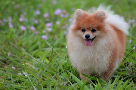 45 Mini Hunde Mit Viel Fell Siiaozharbors