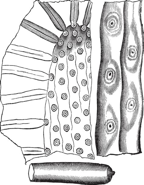 Gambar Menggambar Fosil Png Vektor Psd Dan Clipart Dengan Background Transparan Untuk