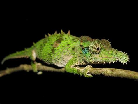 Rosette Nosed Chameleon Alchetron The Free Social Encyclopedia