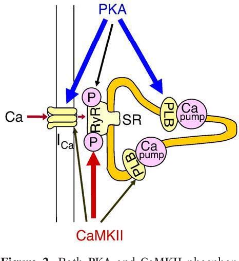 Figure 2 From Nak Atpase An Integral Player In The Adrenergic Fight