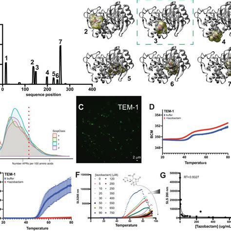 Design And Evaluation Of Peptides That Induce Aggregation Of Tem