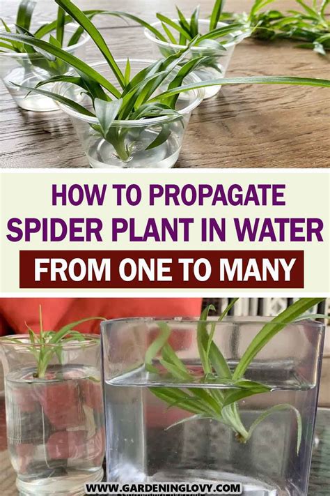 How To Propagate Spider Plant In Water From One To Many Artofit