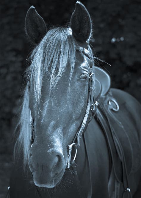 Izzy 2 Photograph By Todd Greening Fine Art America