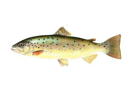 Brown Trout In Balkan Trip2fish