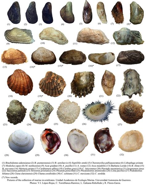 Bivalves Clams