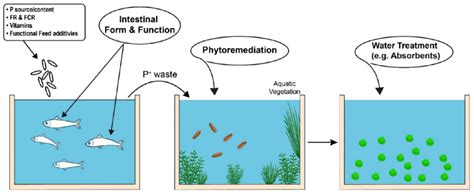 Strategies For Reducing The Phosphorus Impact Of Freshwater Fish Farms