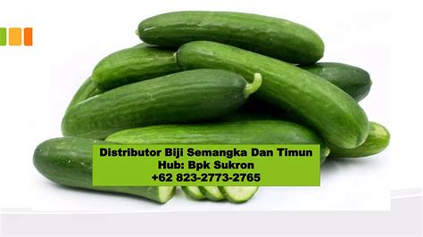 Benih Semangka Embrio Makassar Ppt