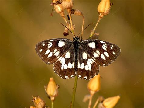 232 Pequenez Fotos Imagens E Fundo Para Download Gratuito Pngtree