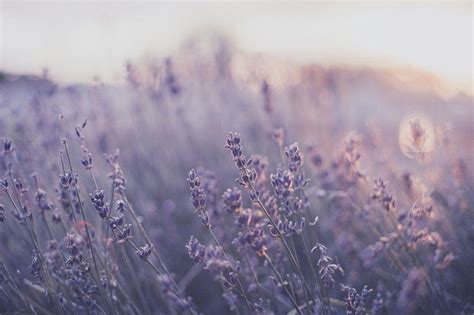 Lavender Desktop Wallpaper